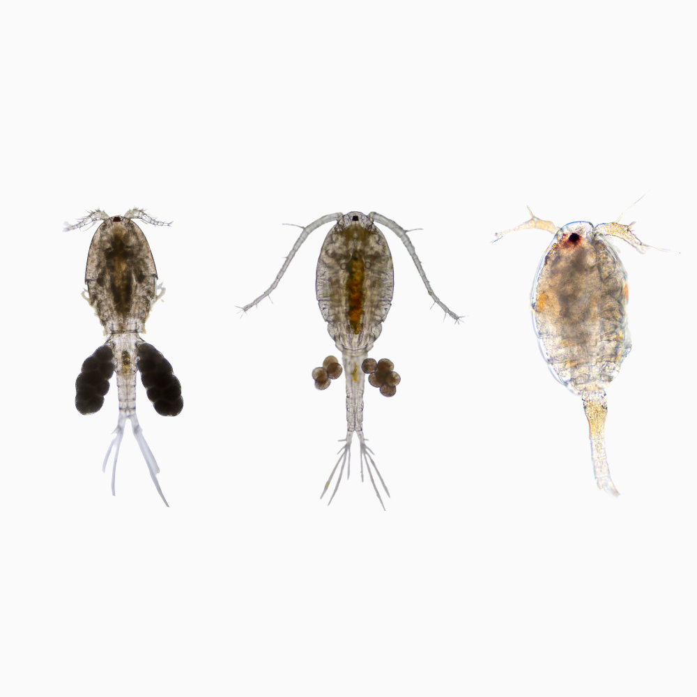 Algae Depot® - Live Phytoplankton, Copepods, and Culture Kits!