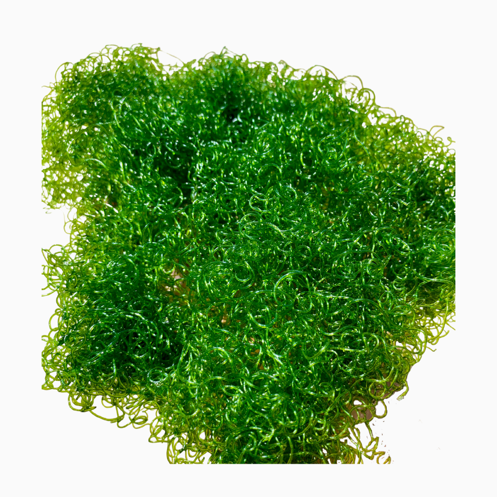 Shop Live Phytoplankton, Live Copepods, and Culture Kits!